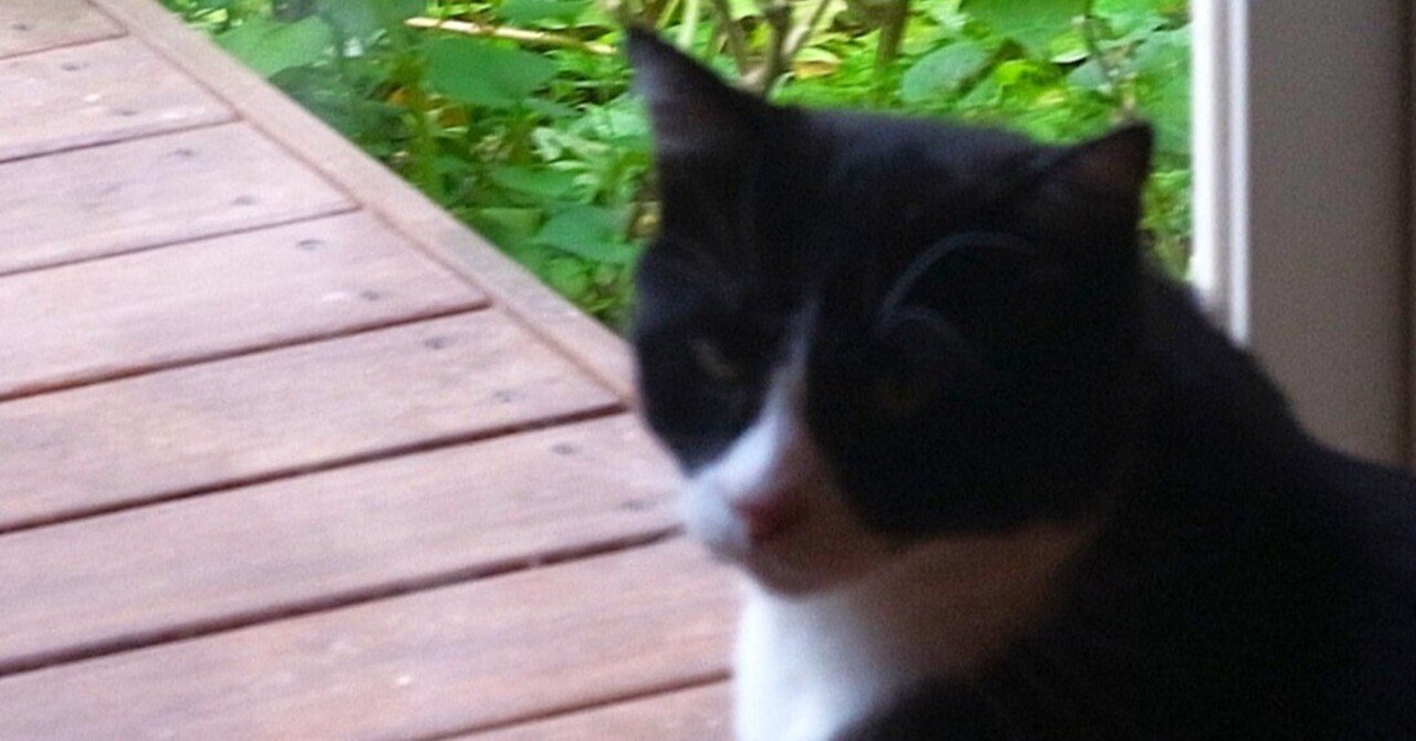 「猫百態」 もうすぐ5歳｜Rabi Sato