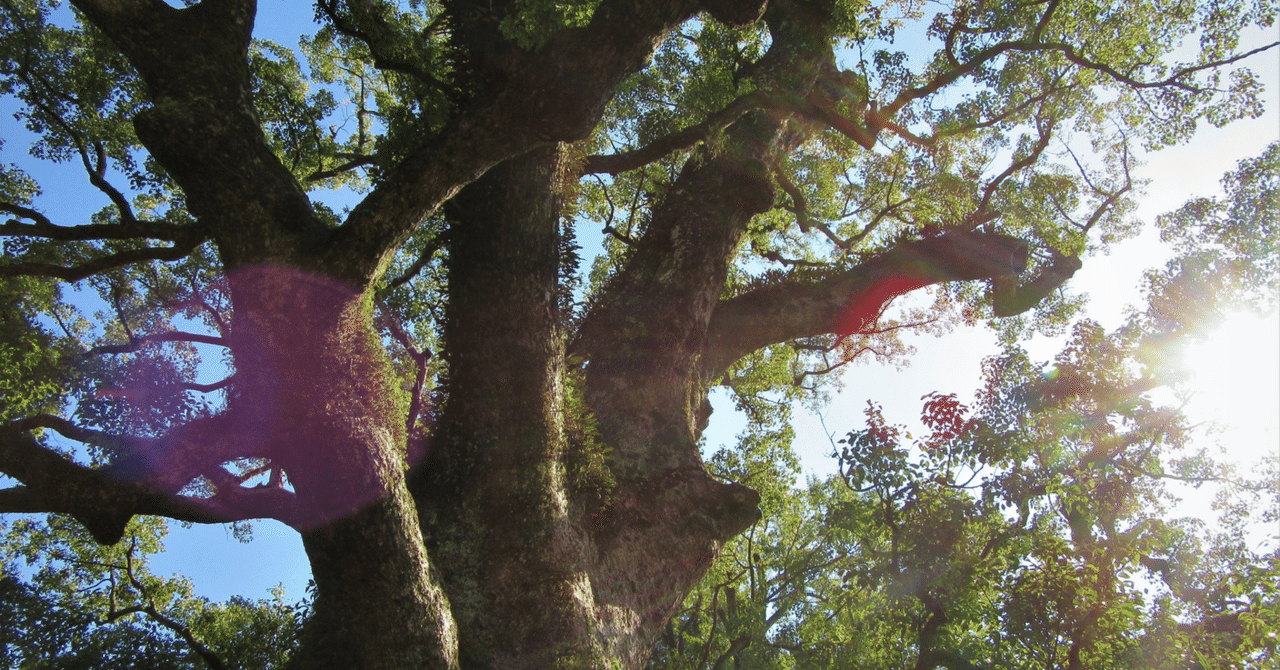 小学生の娘と不登校 ― ゆっくりと歩む日々の中で｜koko.hibi