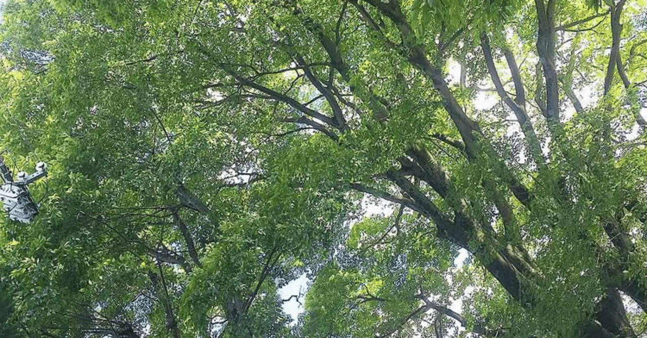 【小説】『壊れた鏡に映るもの』(4章完結)ご案内｜余白に咲く草花たち(月籟 透葉/つきあかり とうは)