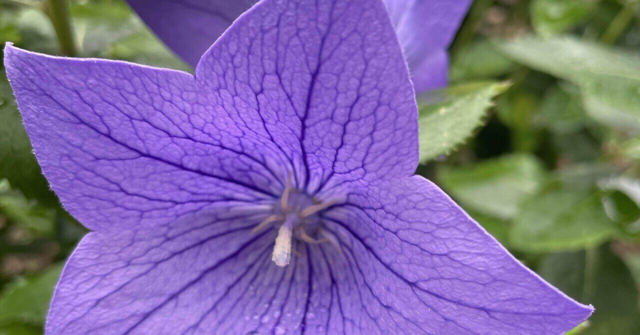 過剰ポテンシャル｜リップkeiko