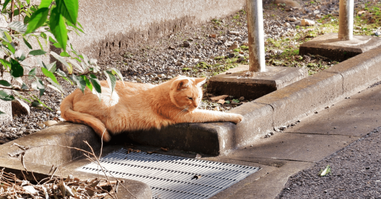 【キャリアブレイク日記】見られていないのが当たり前だけど、意外と見られている｜miho