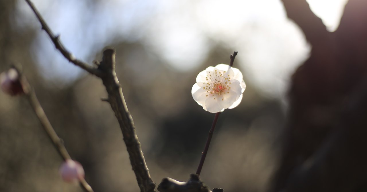 Three Good Things〜備蓄、大島、より大きな共同体の声を聞け｜Mika Sudo｜note