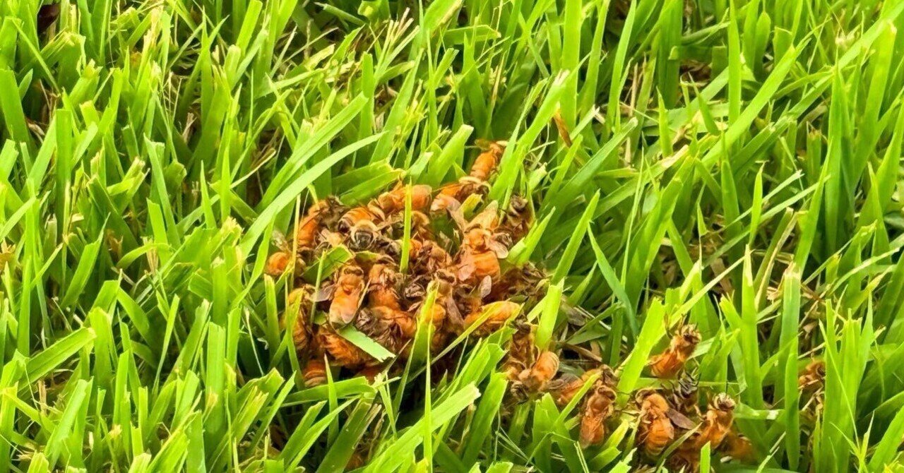 今年も干魃に見舞われています。｜Dan Takuma