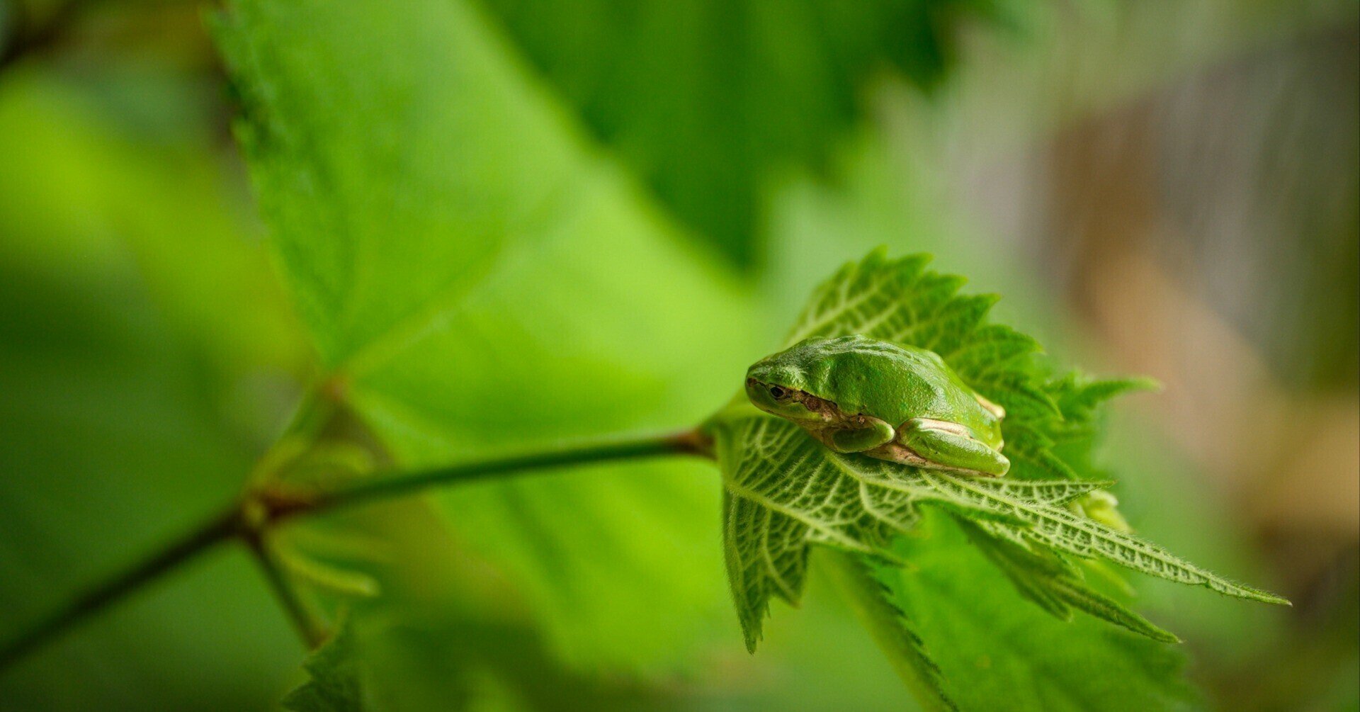 KIKUCHI LEATHER｜note