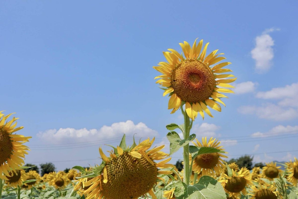 POOLO JOB 6期に参加します！｜新しい旅のはじまり｜葵月みず