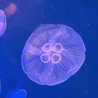 Jelly.F｜note