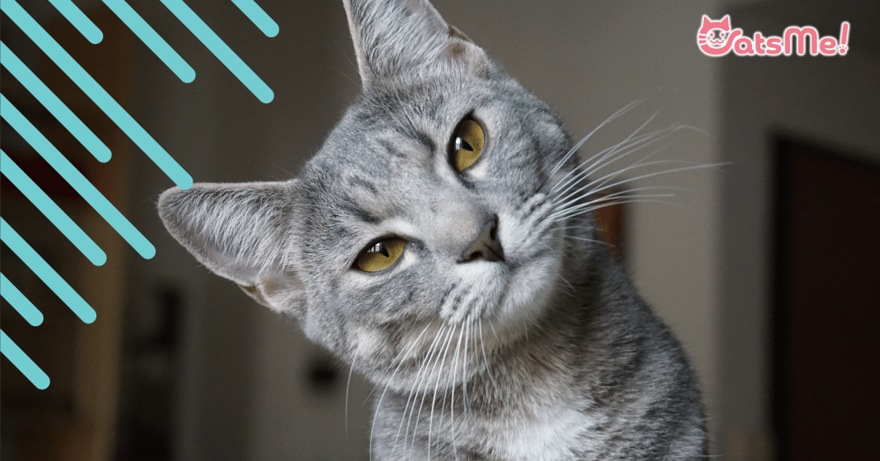 雨の日にぼんやり…？― 実は猫にも「低気圧不調」があるかもしれません ―｜猫の痛み検知AIアプリCatsMe!｜Carelogy Inc.