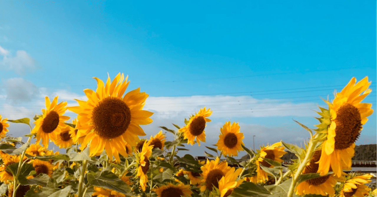 🌻これからの過ごし方｜cochimi chan