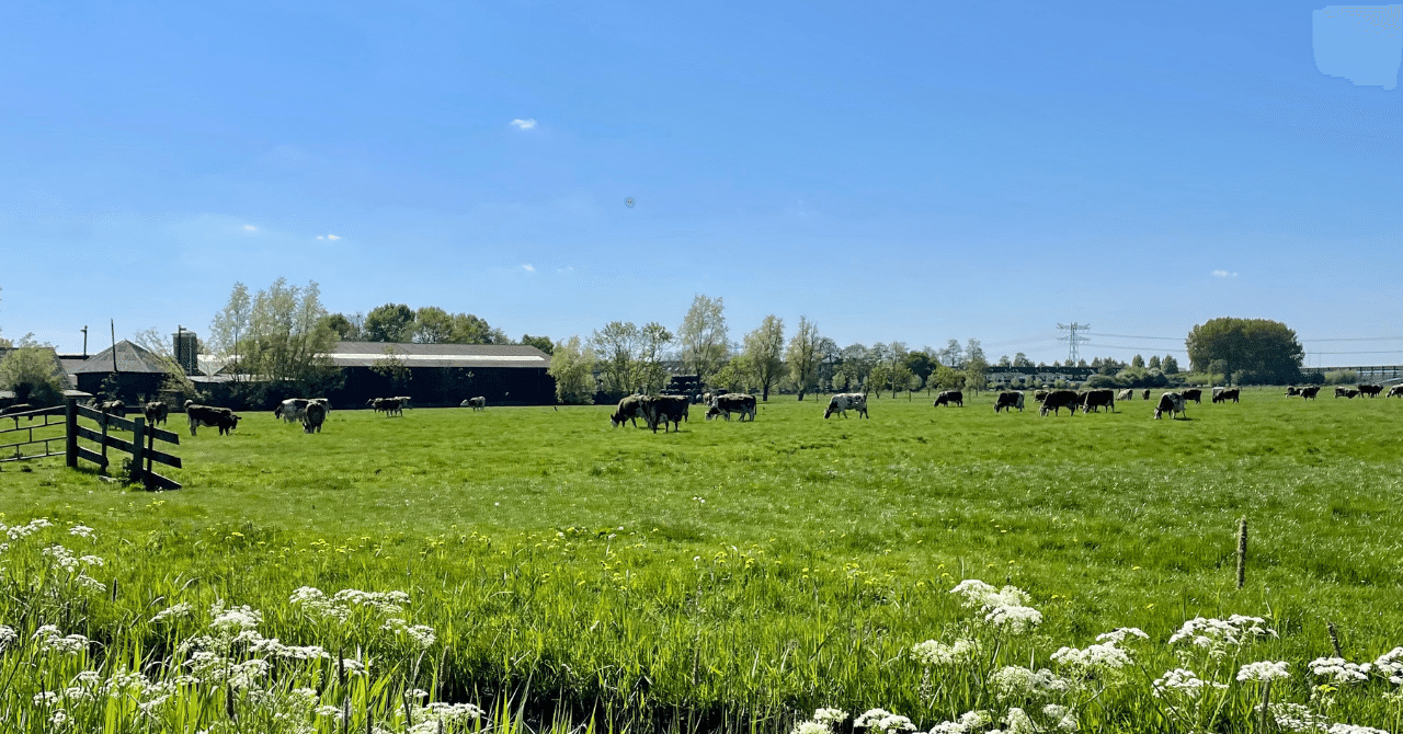 オランダ移住|滞在費を安く済ませる方法|ファームステイ|Workaway｜ぷからす旅