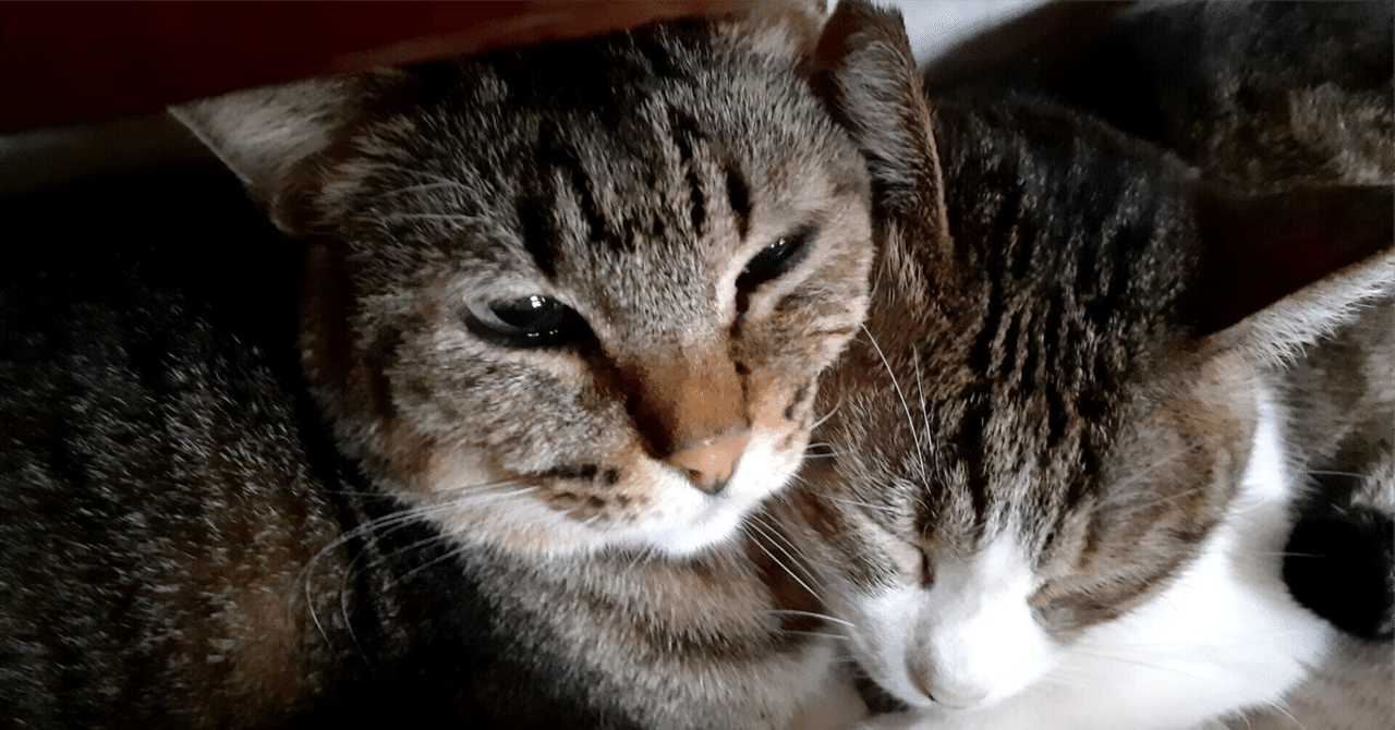 もしも私が石田三成だったら…｜Moosan