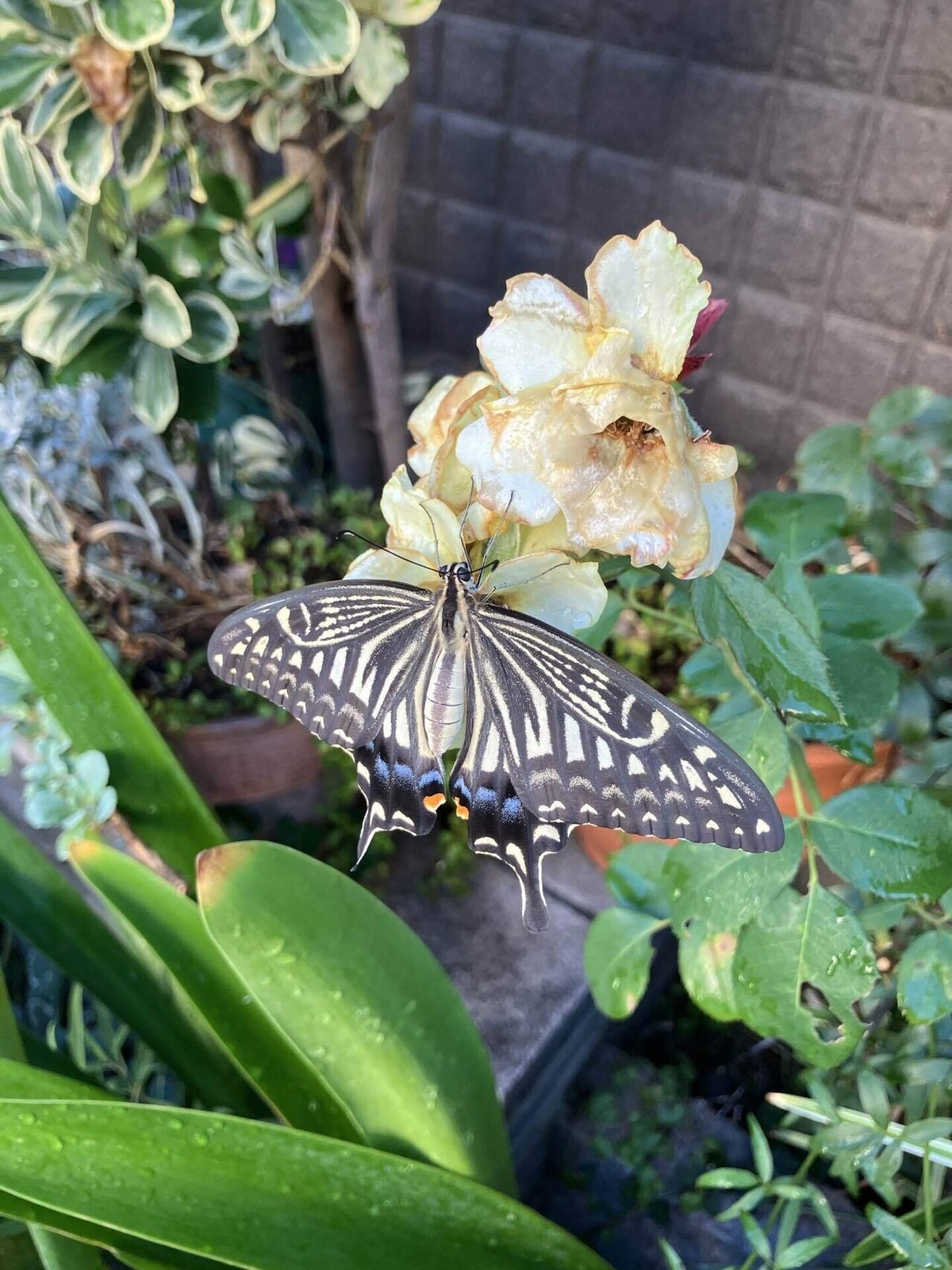 斑入りマサキ Variegated Japanese spindle tree｜Chubby in Nerima