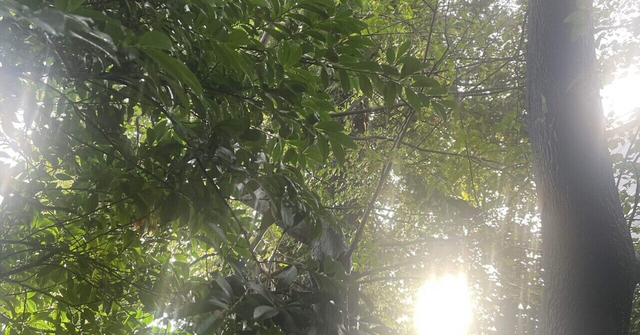 からだと心のtuning ー 遠隔グループセッションのご感想 20｜Akiko Yukishita／yukidoke（イールド、CS60）