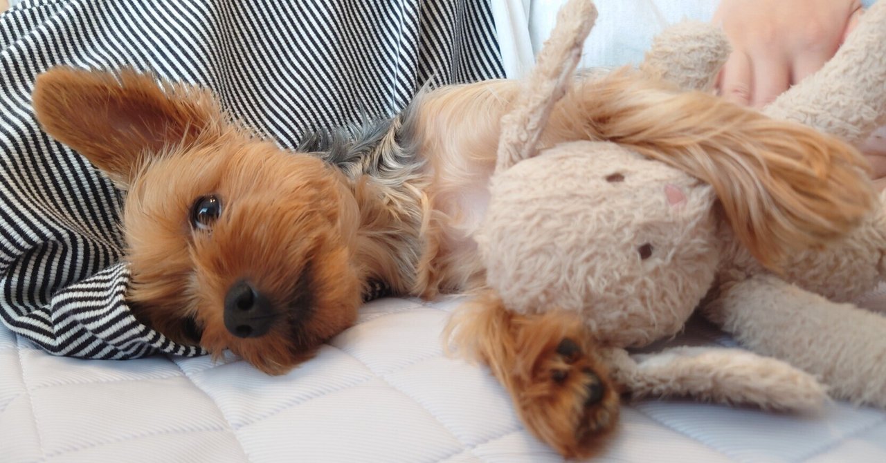 ChaCo Fashion Show 〜2025 Autumn〜｜こじまる