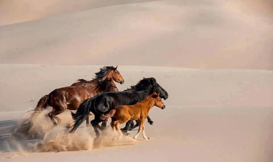 Horses in the desert｜ATİLLA GENÇTEN