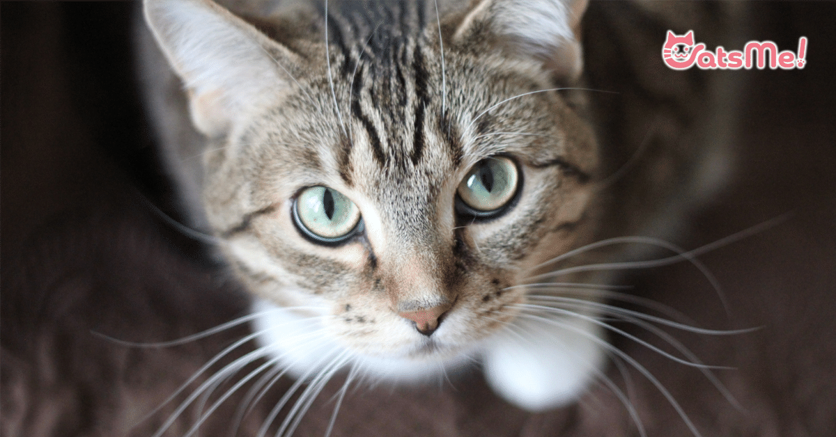 猫の「ちょっとした変化」、見逃していませんか？― 表情が教えてくれる、健康のヒント ―｜猫の痛み検知AIアプリCatsMe!｜Carelogy Inc.