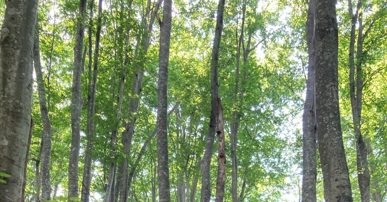 始まりの終わりの夜。｜putoli