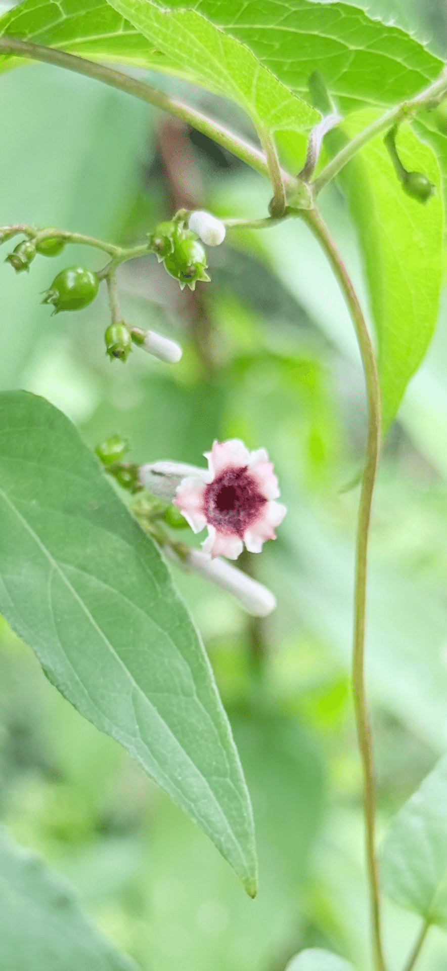 ヘクソカズラ 非道い名が付けられた植物｜EGGSEED