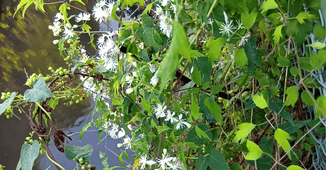 CachyOSがDistrowatchで1位に！今なぜ注目されるのか｜blue06_2022