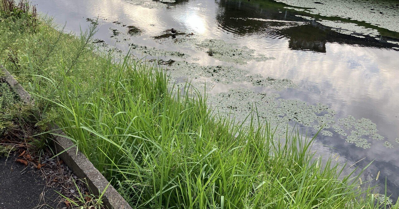 散歩日記1 うつ病克服への第一歩：ウォーキングで見つけた新しい希望｜全緑｜ Restart Note