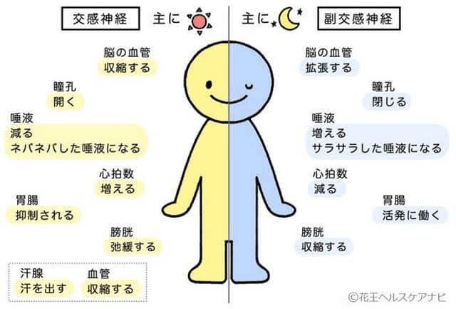 副交感神経が優位なとき五感は感じやすくなる〜不感症の仕組み〜|ろみ