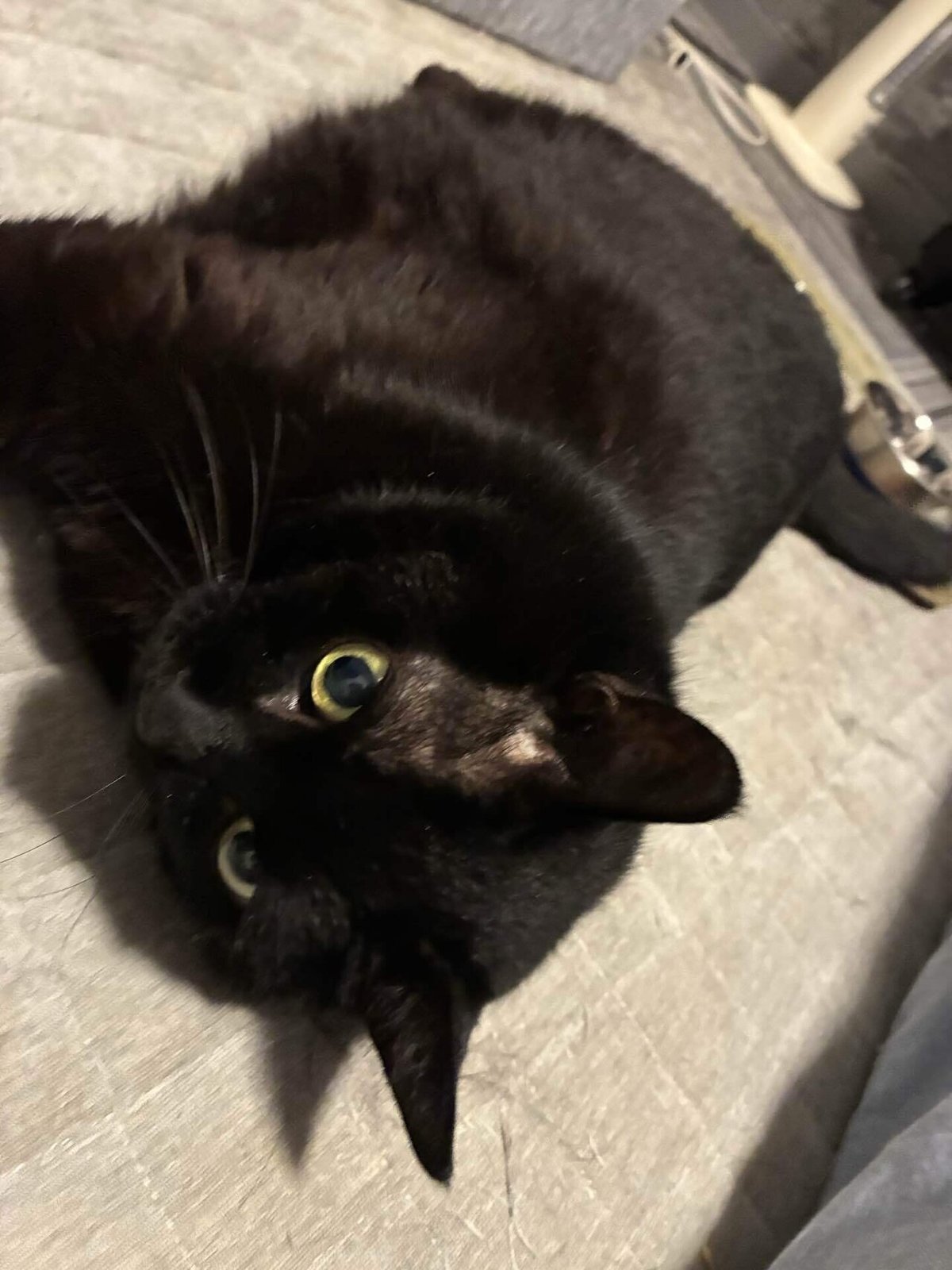 連続投稿200日を達成した件｜unitason