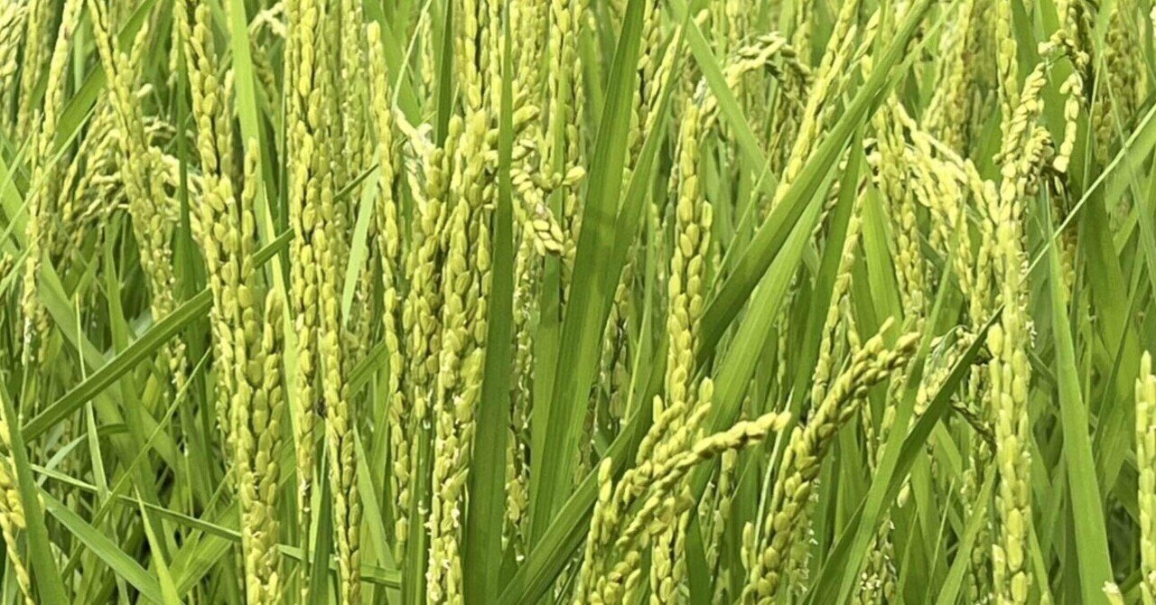 サムライ・サムライ・ブシドー｜高見温| On Takami