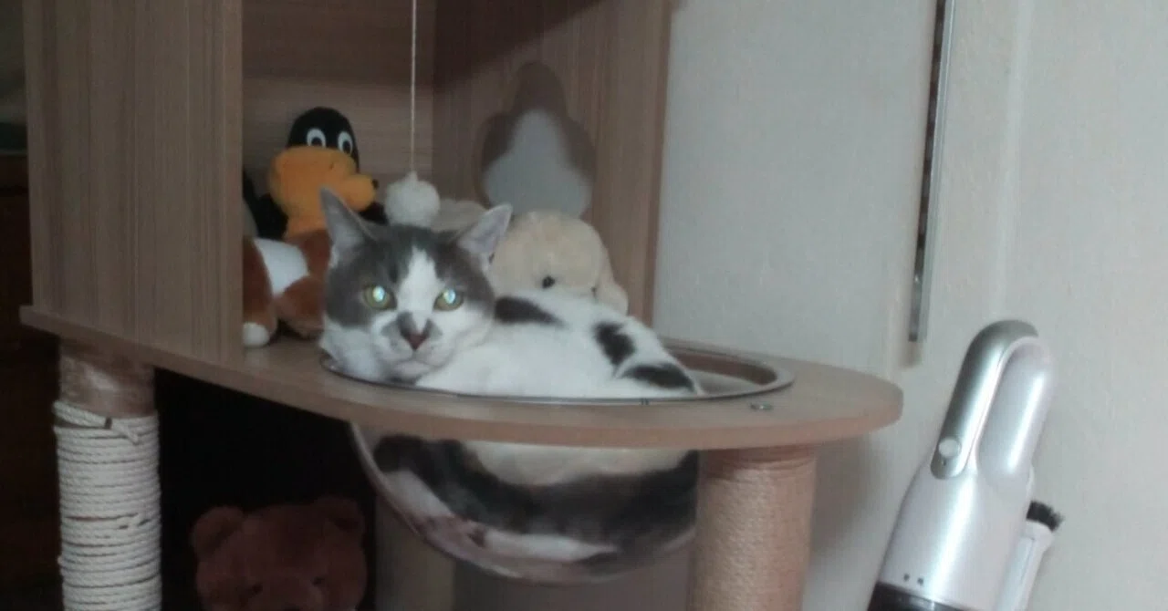 The Life of Tomcat Bucho 49 Bucho, change the brand of dry food ...