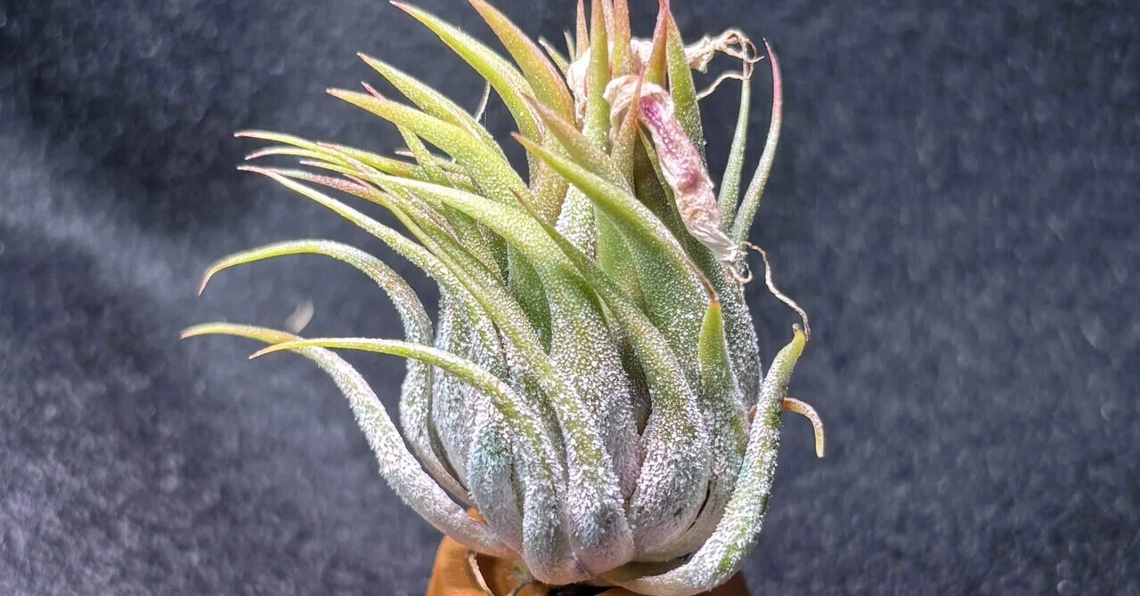 ionantha v.stricta fa.fastigiata hazelnut/peanut form,Green Type From ...