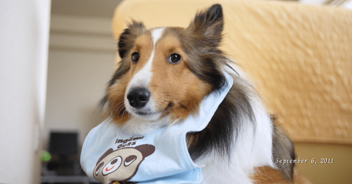 🍖手作りご飯、はじめの一歩——ハイシニア期に向けた準備リスト｜Qoo’s Smile