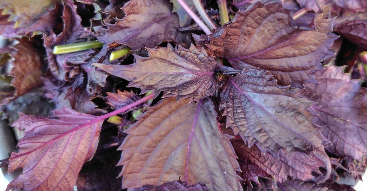 畑、そして勉強。｜mojira