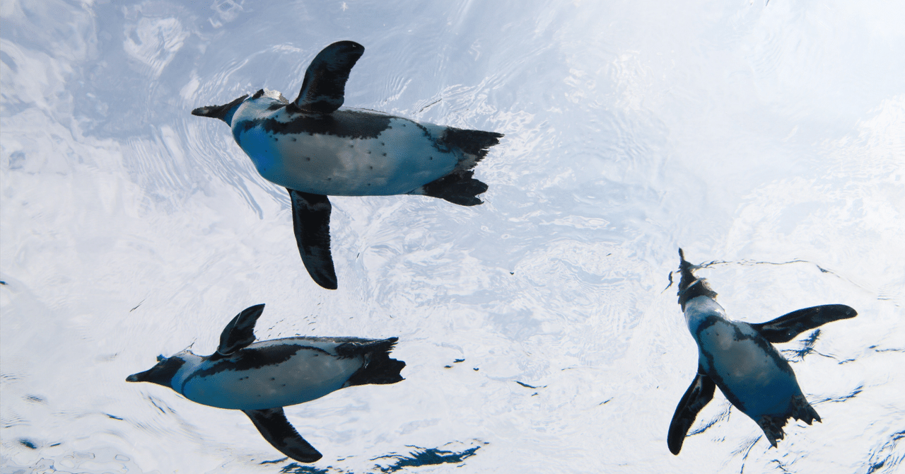 ペンギンとカラス、偏見と現実｜鈴々堂/rinrin_dou@昭真