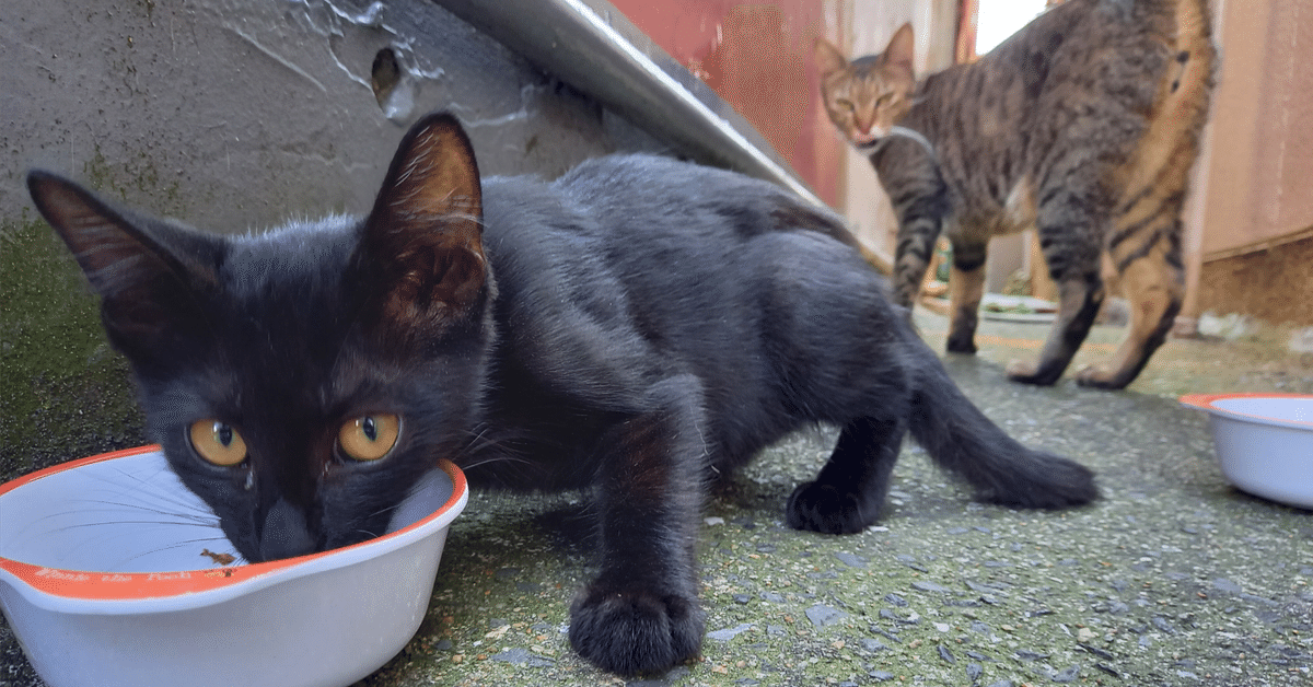 モーさんの中国の歴史散歩～Part2 ｜Moosan