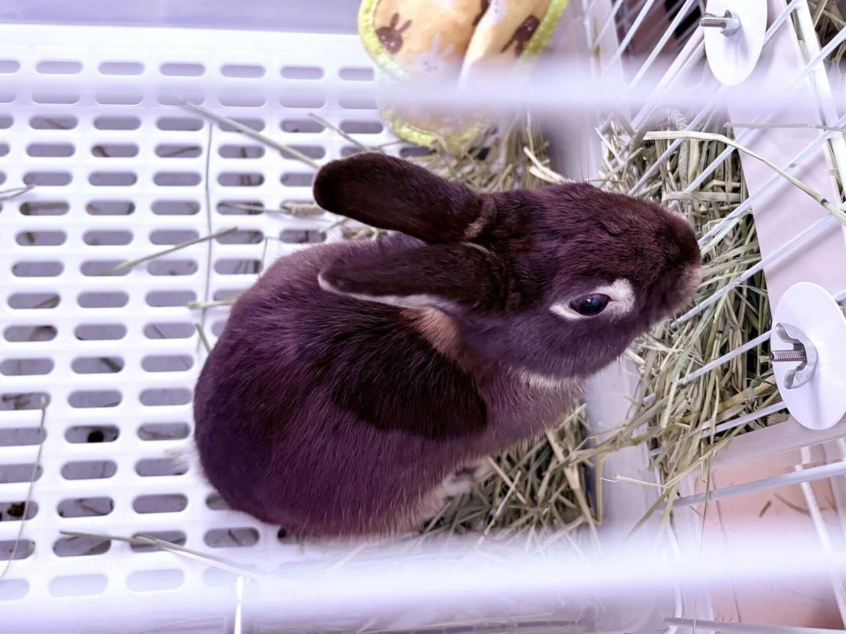 動物病院で健康診断｜あるあり