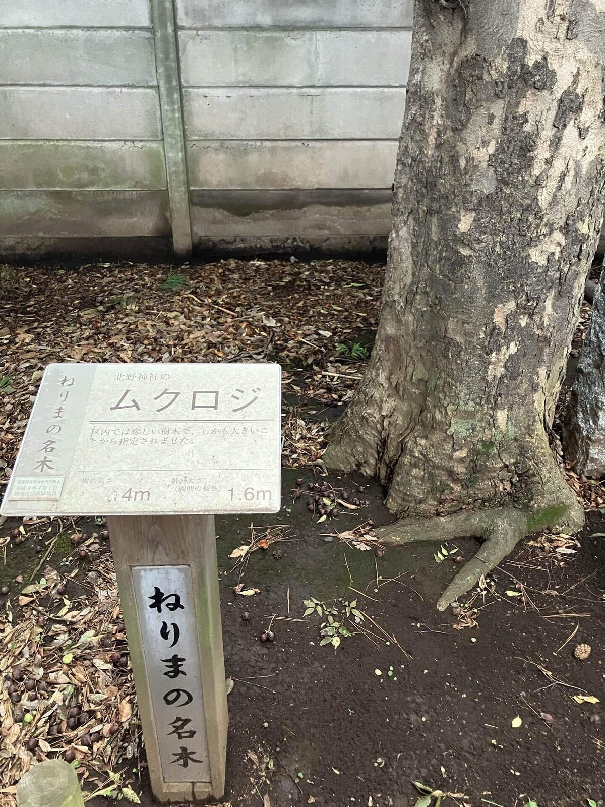 練馬の風景〜 北野神社のムクロジ Scenery of Nerima 〜 Soapberry tree at Kitano Shrine｜Chubby in Nerima
