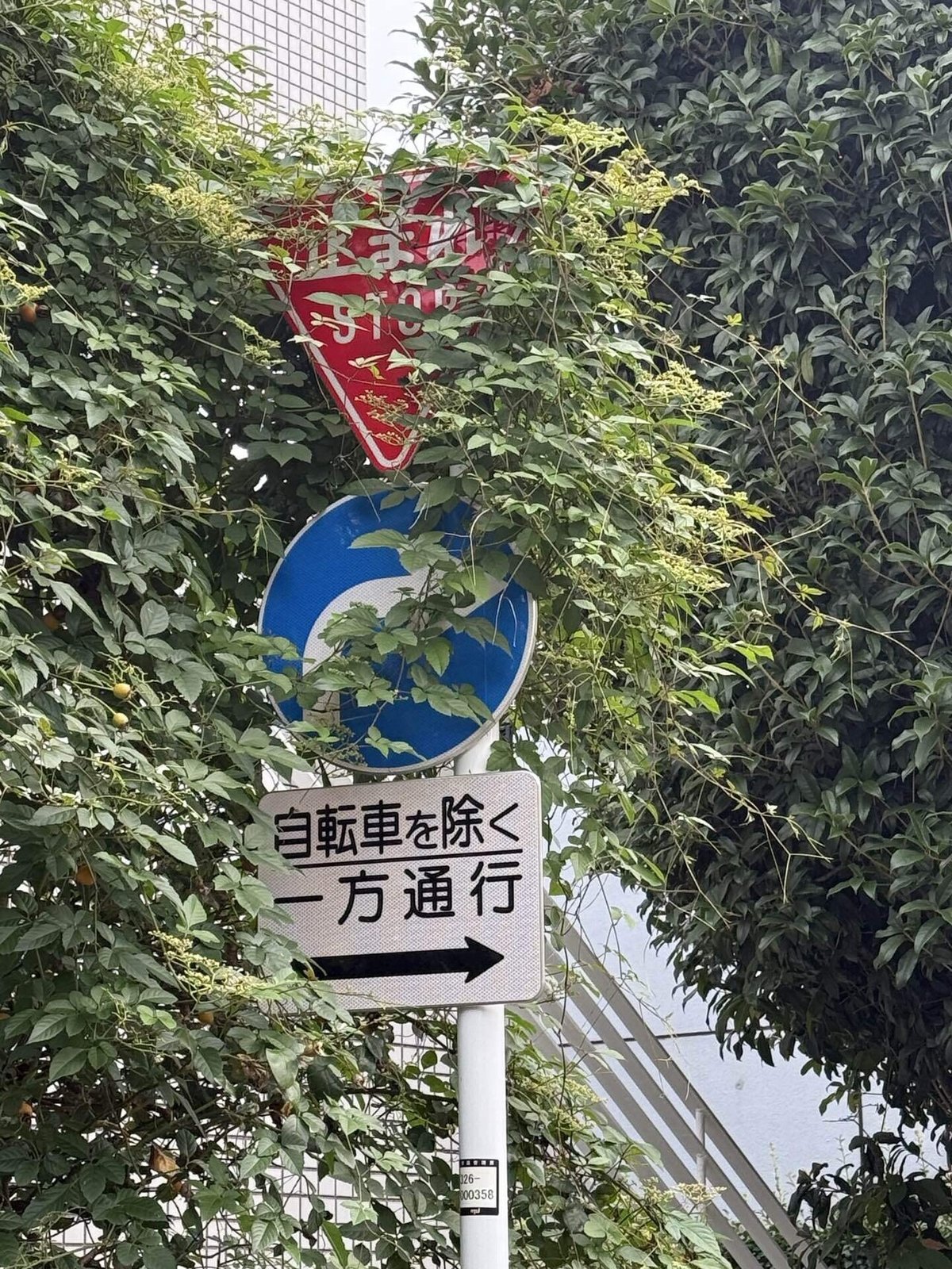 樹木が教えてくれることを聞いてみる 2025.9.14｜樹木も人も笑顔に、樹木医mimi ( 三戸 久美子 )