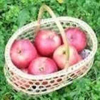 一年の計は元旦にあり🌞2026年の目標&紅白の感想｜カケル宇宙神 Kakeru Uchushin