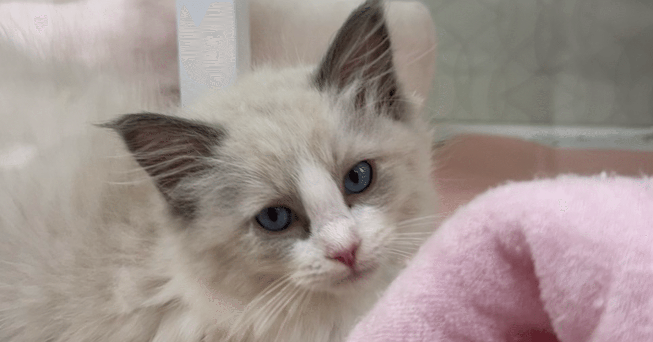 HSP（繊細）さんは「自分勝手」くらいがちょうど良い！！｜KOU /HSP（繊細さん）/簡単ポジティブマインドお届け