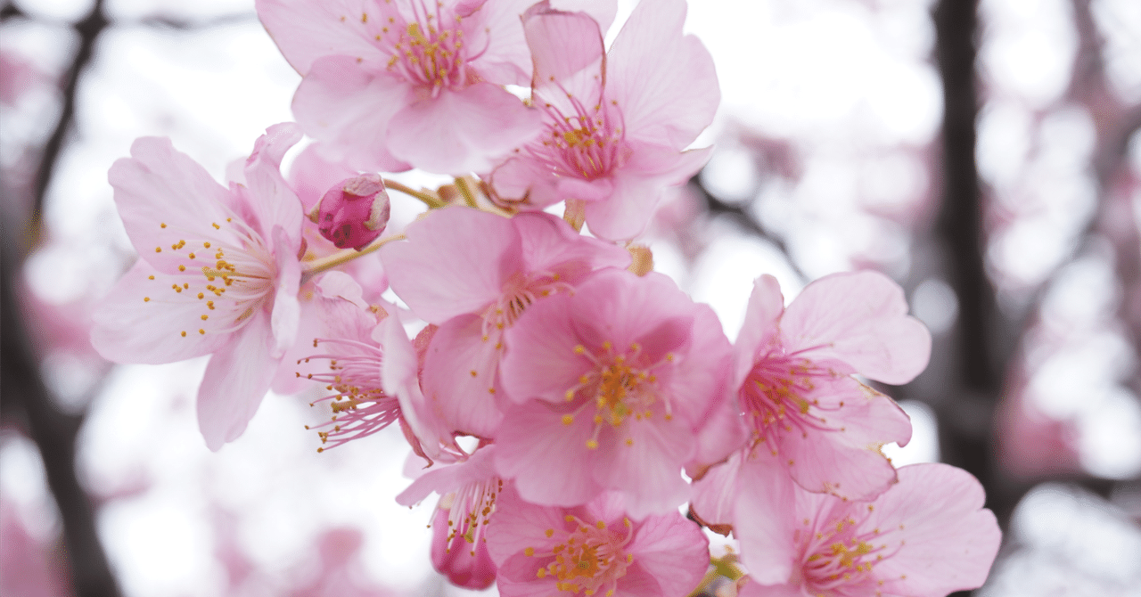 初めてのnote ｜自分の殻を破って・・・やっと初投稿できました😊｜まゆkaze