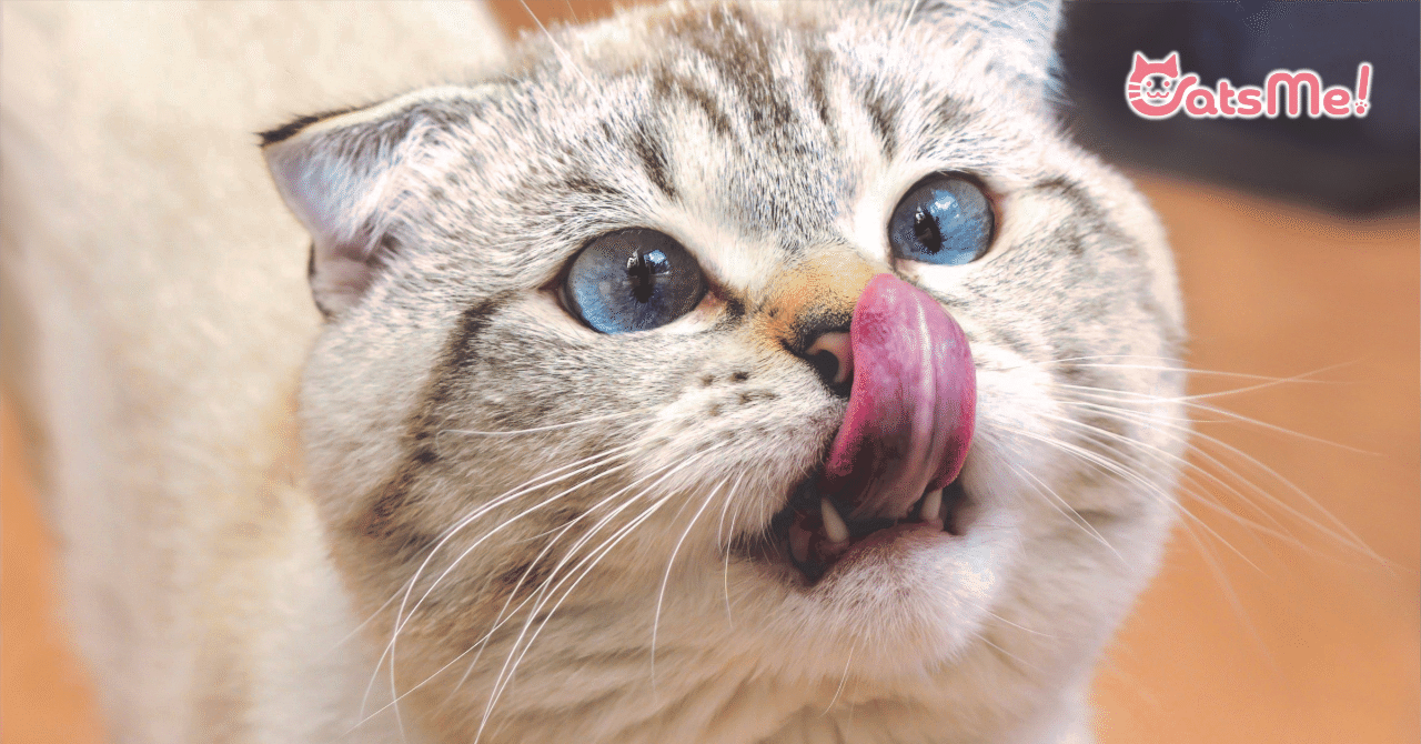 愛猫の「もぐもぐ」が変？その時、顔に注目！― 食べ方の違和感は、顔のサインで気づけるかも ―｜猫の痛み検知AIアプリCatsMe!｜Carelogy Inc.