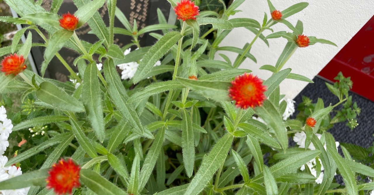 最近食べたラーメン[9]｜kokia