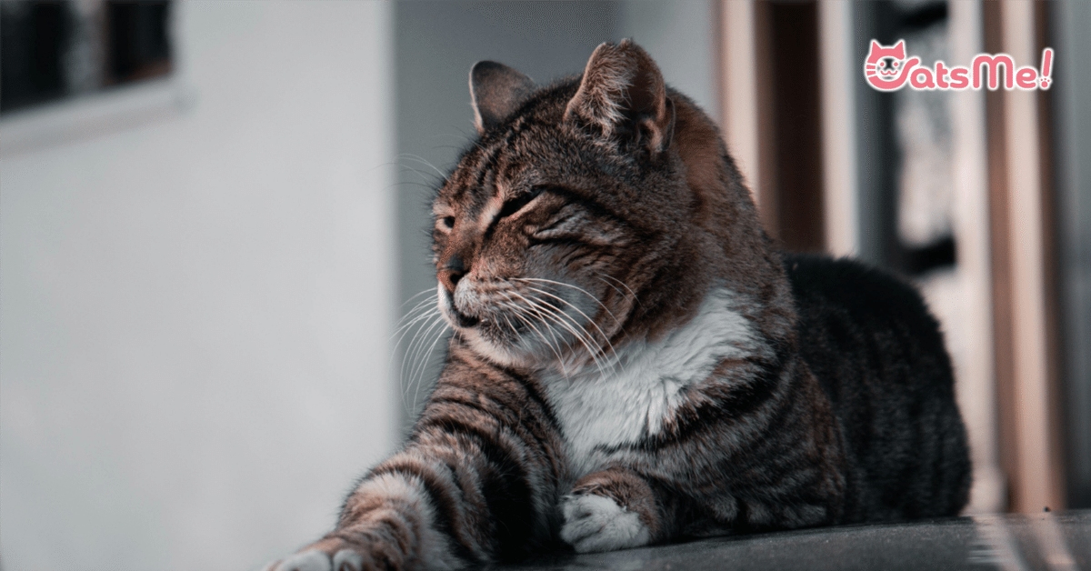 老猫が痩せるときに考えられる理由と飼い主さんにできるケア｜猫の痛み検知AIアプリCatsMe!｜Carelogy Inc.