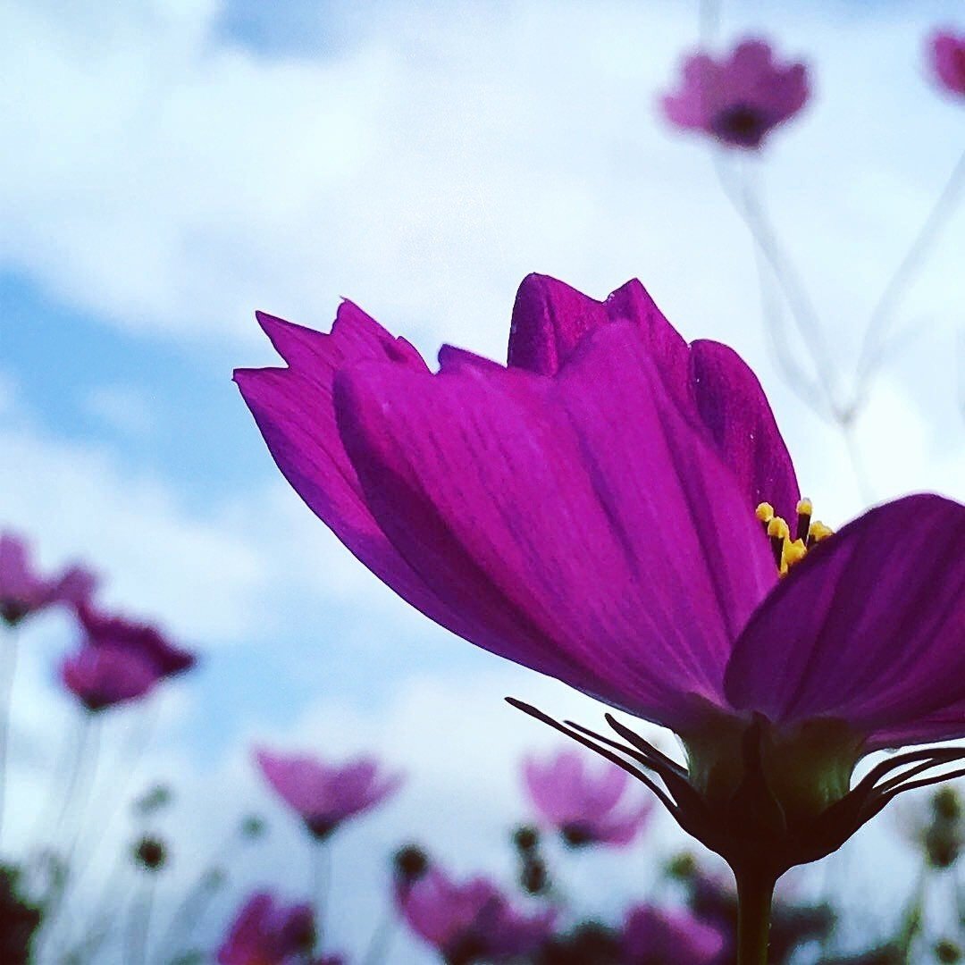 阿邊里恵_rie abe｜note