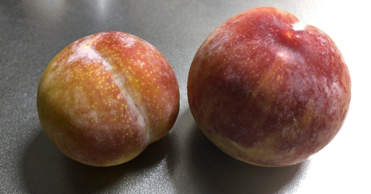 すもも・秋姫 -くだもの2025-｜tetsu.i