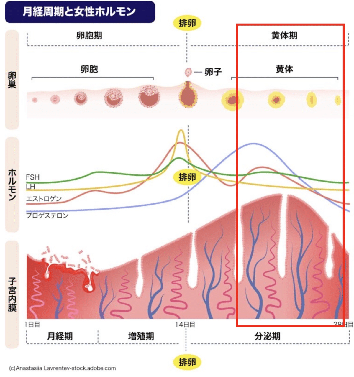PMS（月経前症候群）｜なぜ起こる？どう向き合う？｜yuya_tsum1
