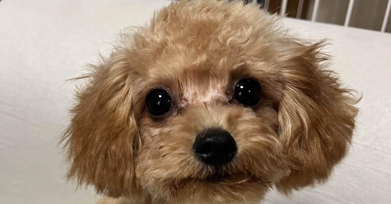 プードル5ヶ月｜yunimaru