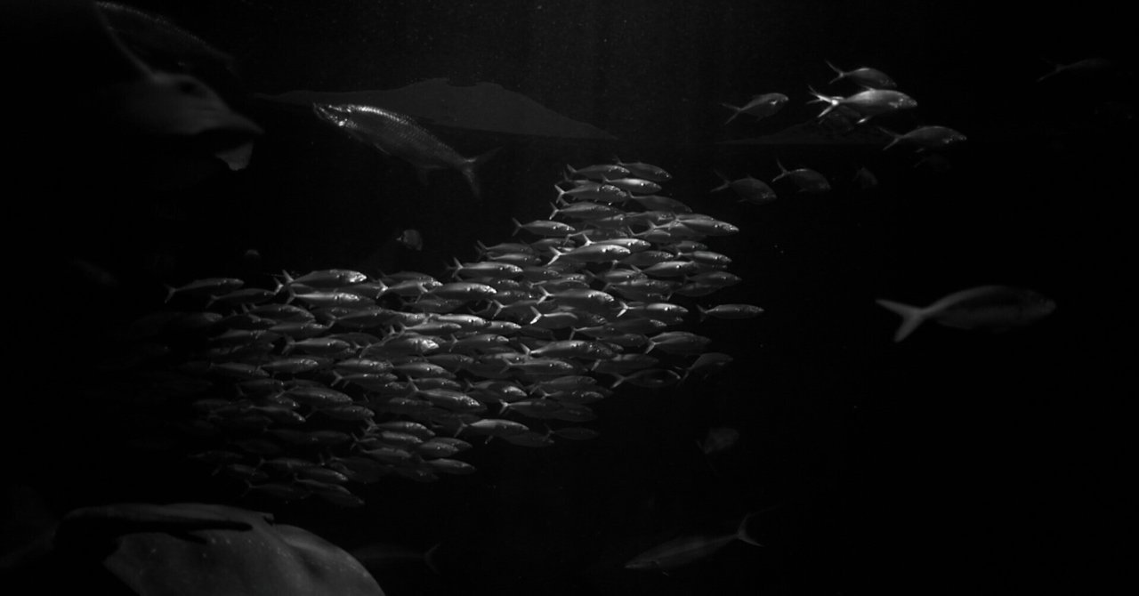 モノクロって難しい｜komorebi_94