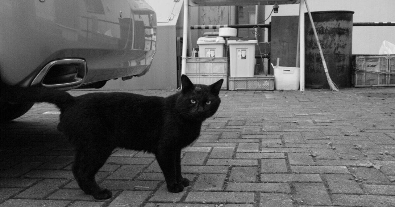 #019 cats / Panasonic LX3 〜 コンデジでの猫撮り02 〜｜Yurihiro Yoshida