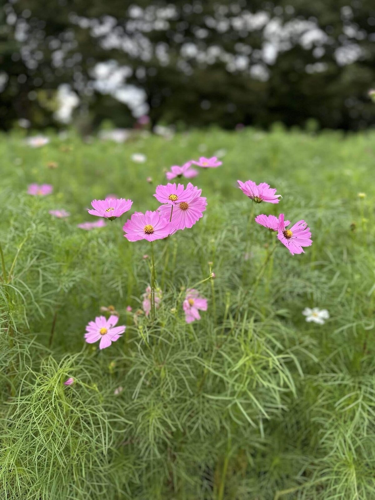 東京散歩 9月の昭和記念公園｜tsukiko