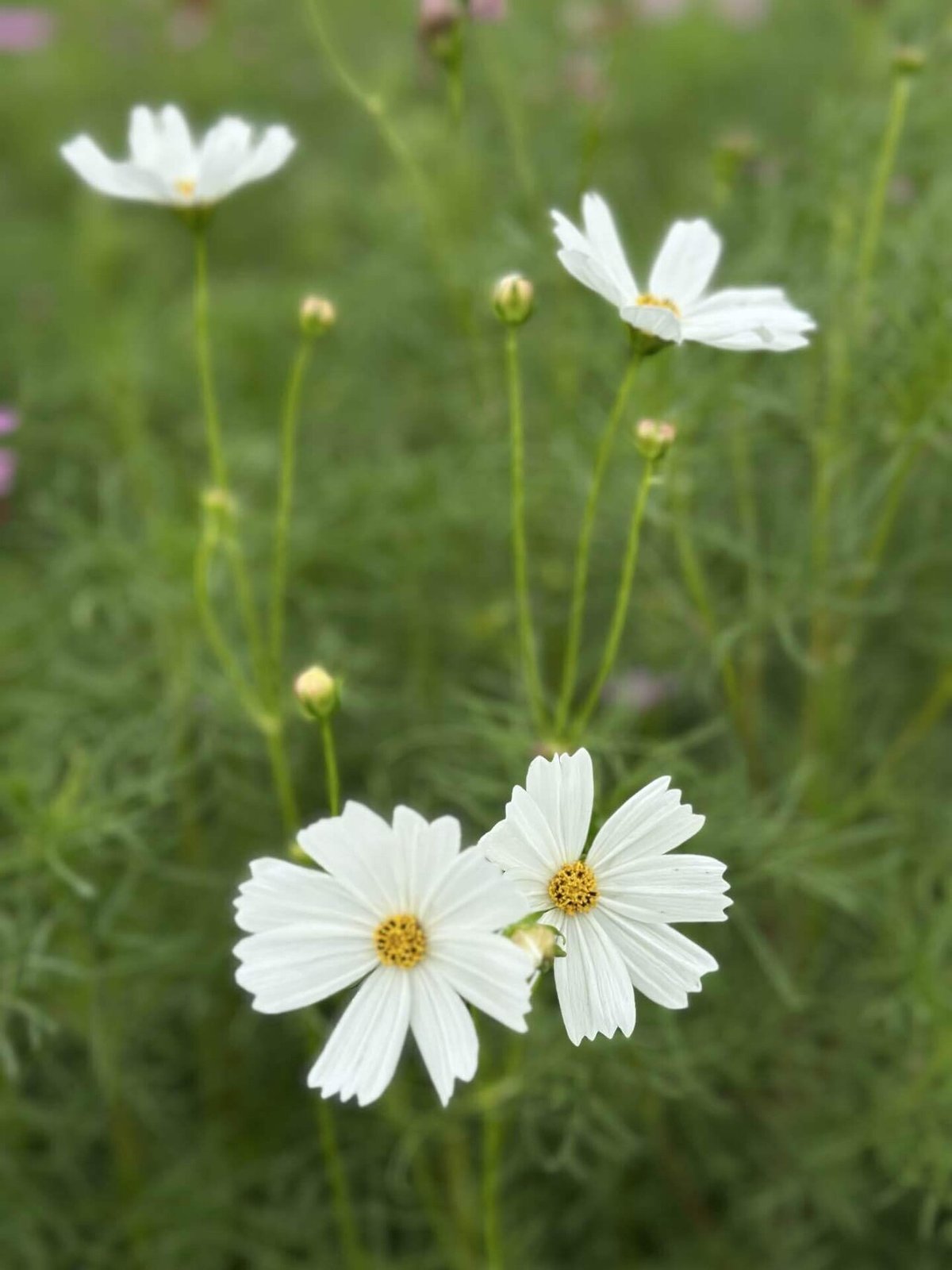 東京散歩 9月の昭和記念公園｜tsukiko