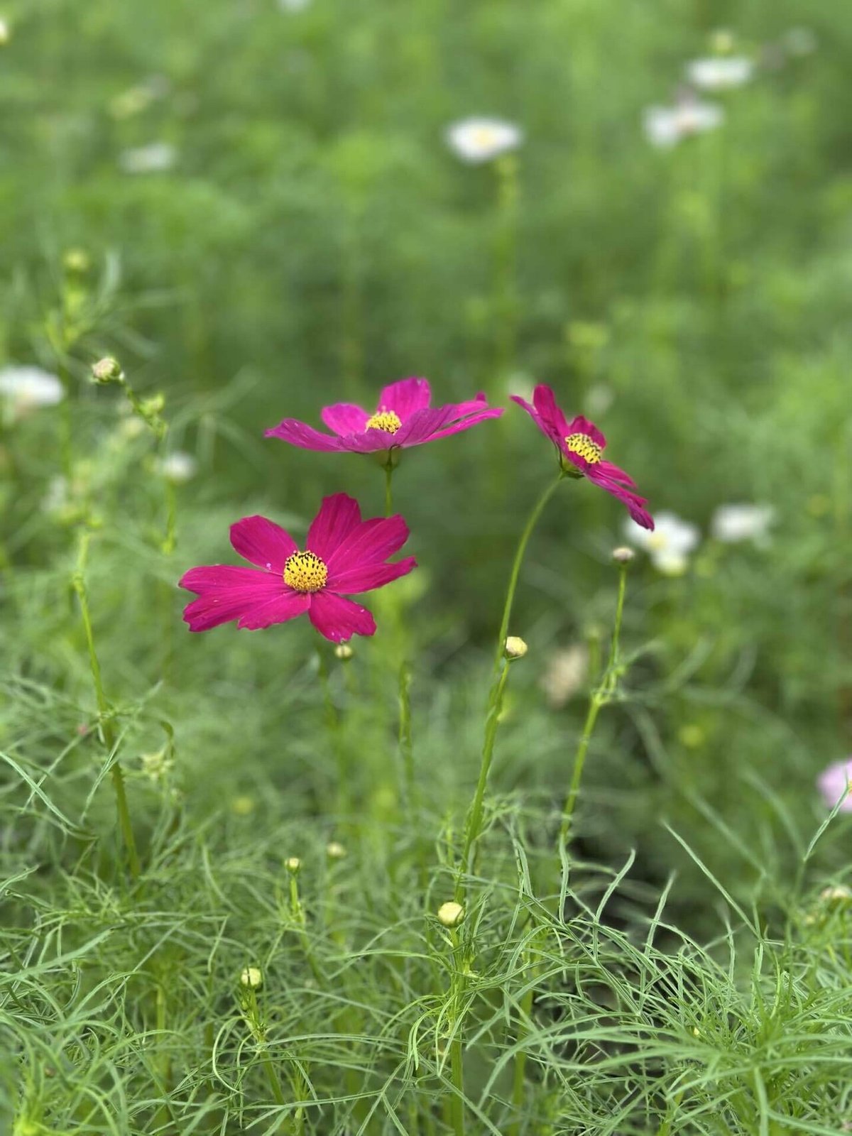 東京散歩 9月の昭和記念公園｜tsukiko